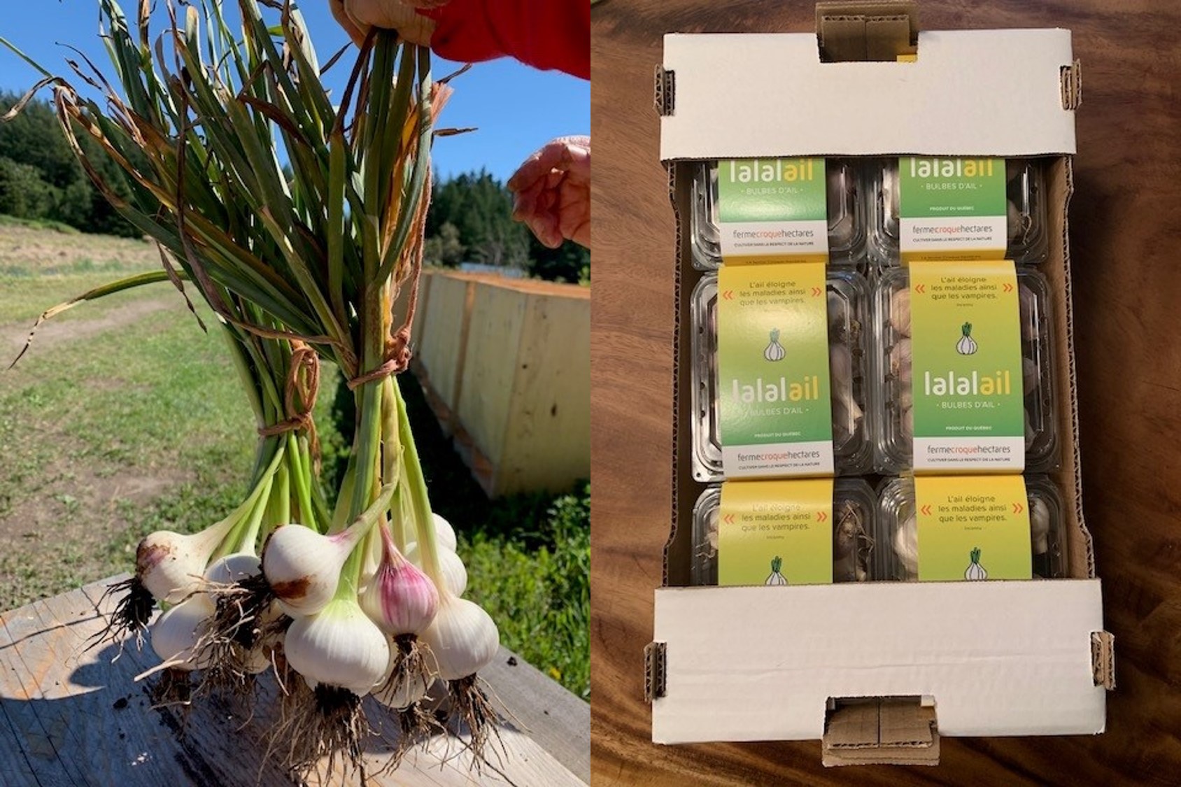 Ail frais nouveau | Les Saveurs du Bas-Saint-Laurent